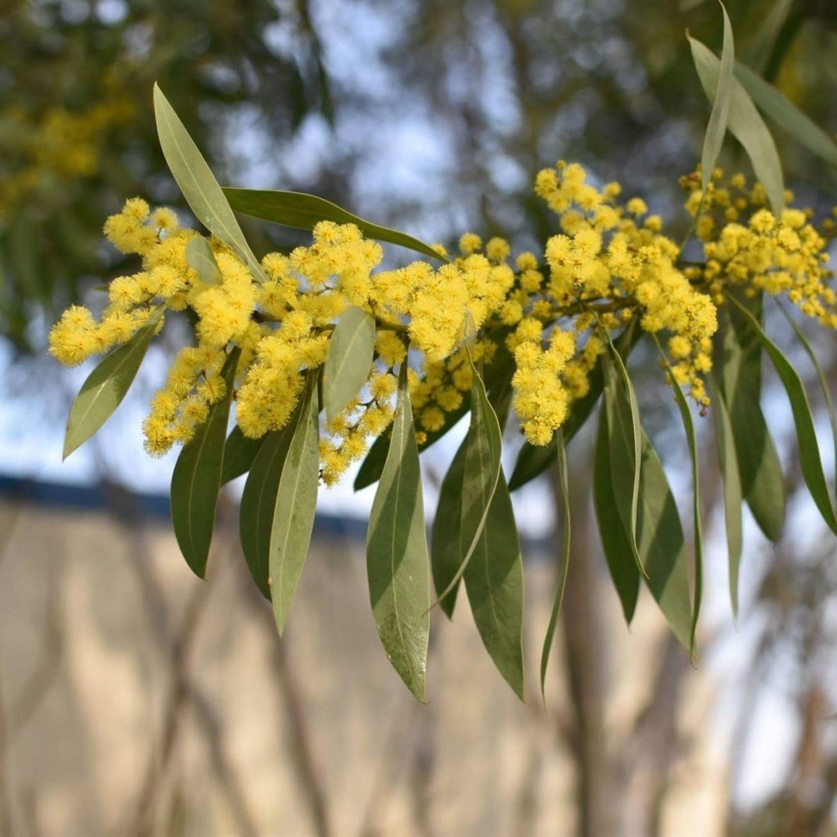 acacia rubida - Tropische-tuin.nl