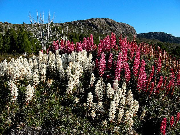 Richea - Tropische-tuin.nl