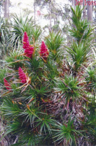 Richea - Een Australische exotische plant voor een koel klimaat