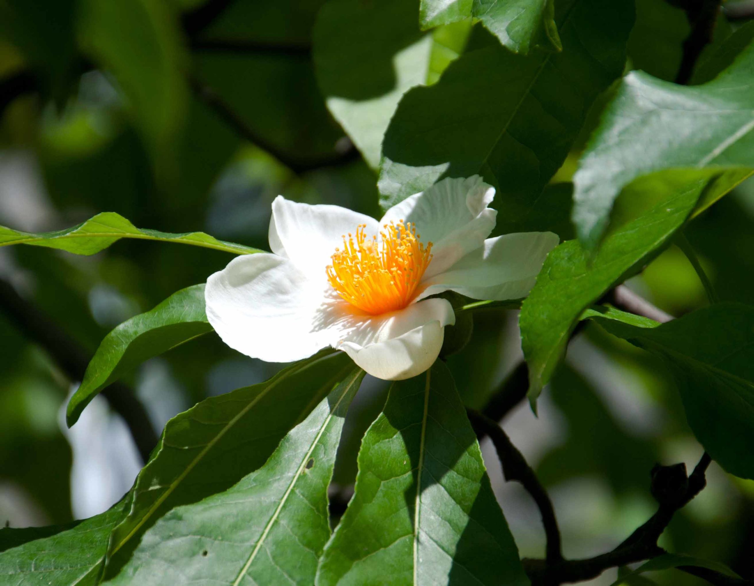 Franklinia alatamaha - Tropische-tuin.nl