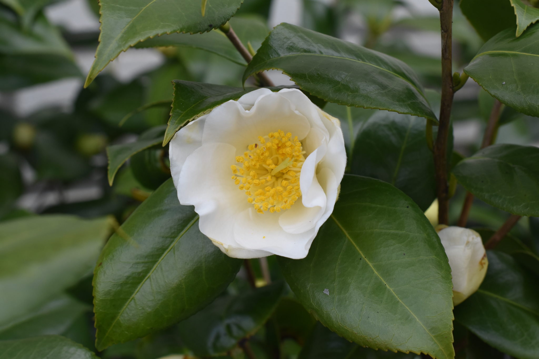 Camellia - Tropische-tuin.nl