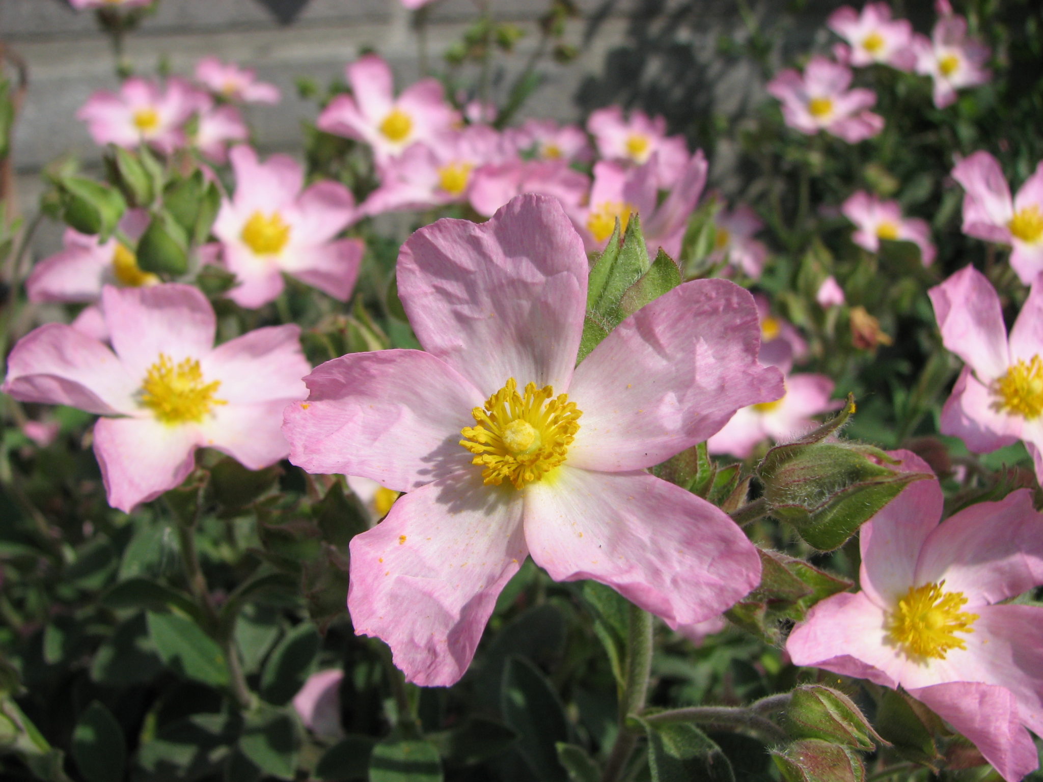 Cistus - Tropische-tuin.nl