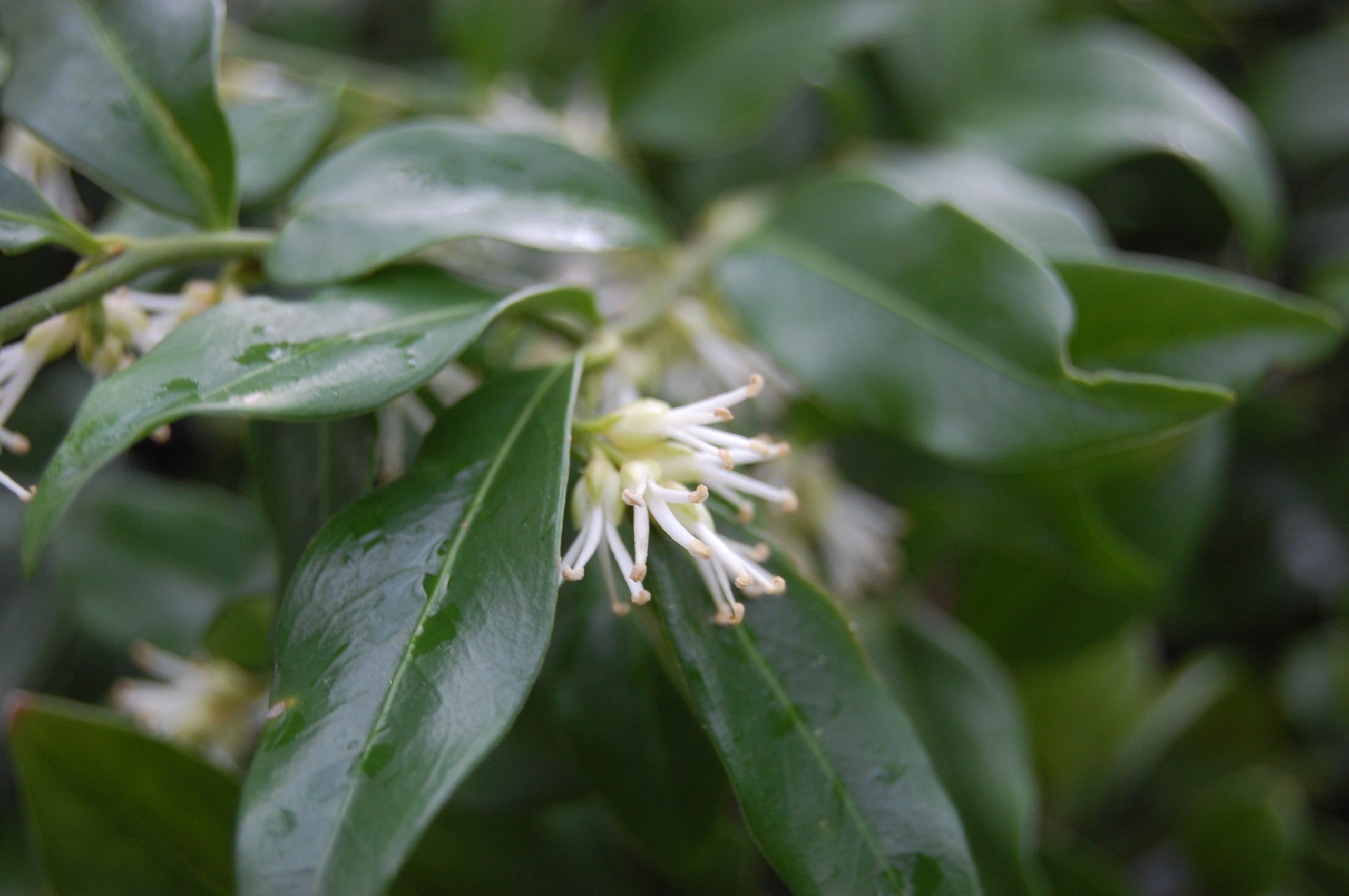 Sarcococca - Tropische-tuin.nl